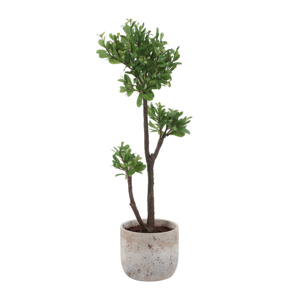 Arbor Strawberry Tree– taylor ray decor